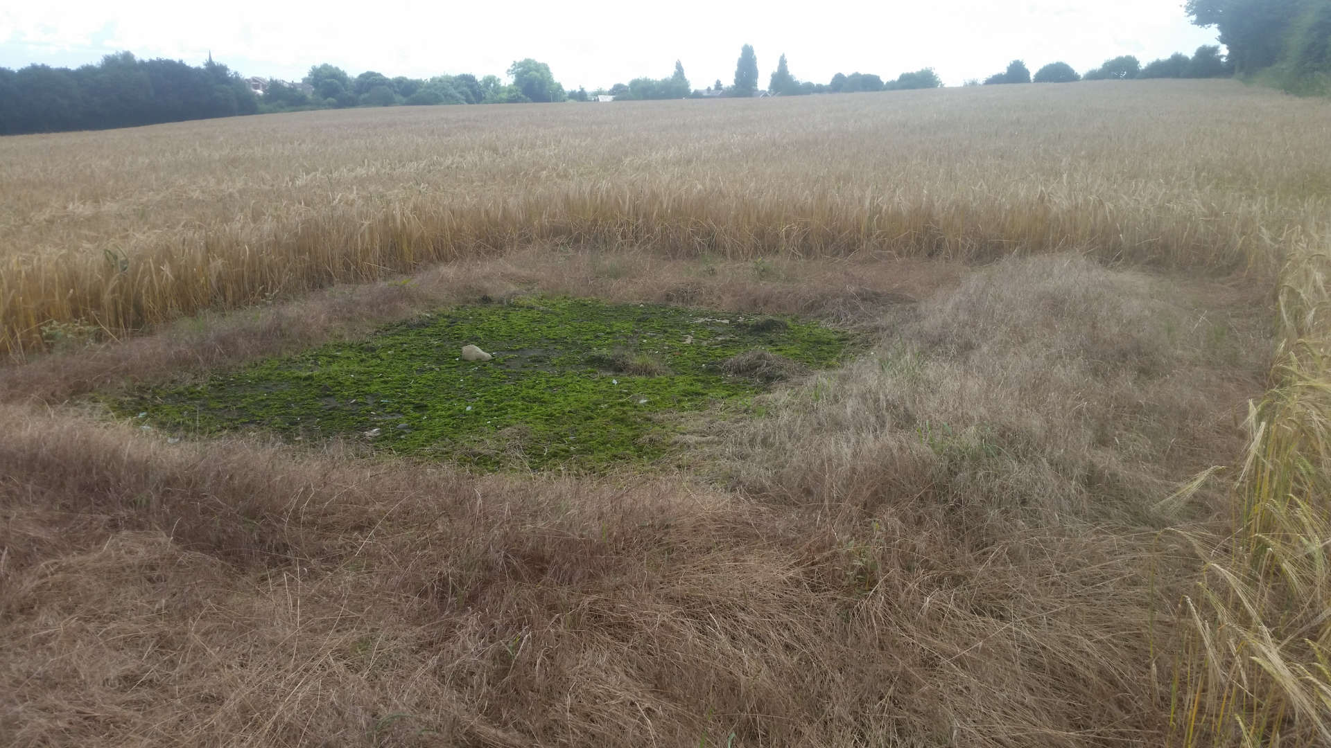 Florida Farm | Projects | Soiltechnics